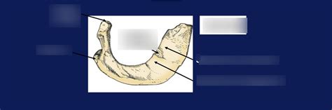 1st Rib Diagram Quizlet