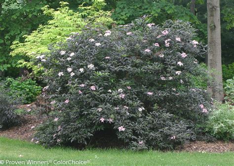 Images for Black Beauty® - Elderberry - Sambucus nigra | Proven Winners