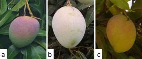 Mango Fruits In Trees At The Pre Harvest Stage For A ‘kent B ‘keitt Download Scientific
