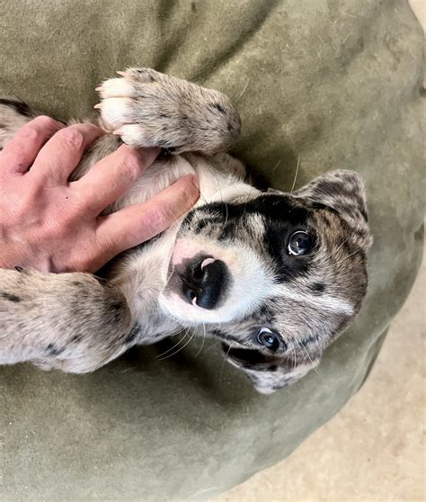Ripples It Takes A Village Rescue Nc