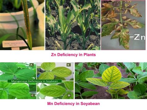 Microbe Plant Interaction Pptx