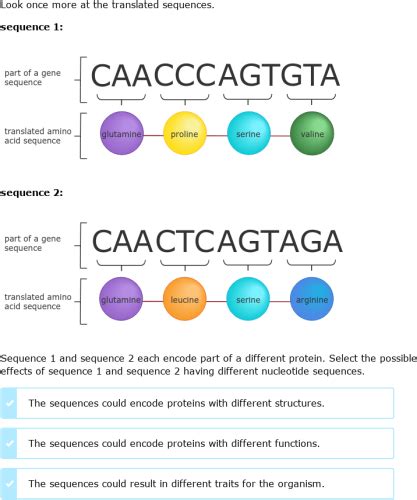 Ixl Genes Proteins And Traits Understanding The Genetic Code 8th