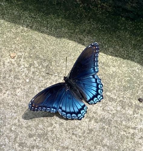 Black And Blue Butterfly