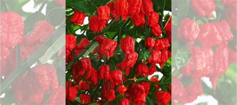 Carolina Reaper купить в Нижнекамске | Товары для дома и дачи | Авито