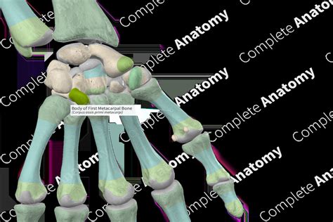 Body Of First Metacarpal Bone Complete Anatomy