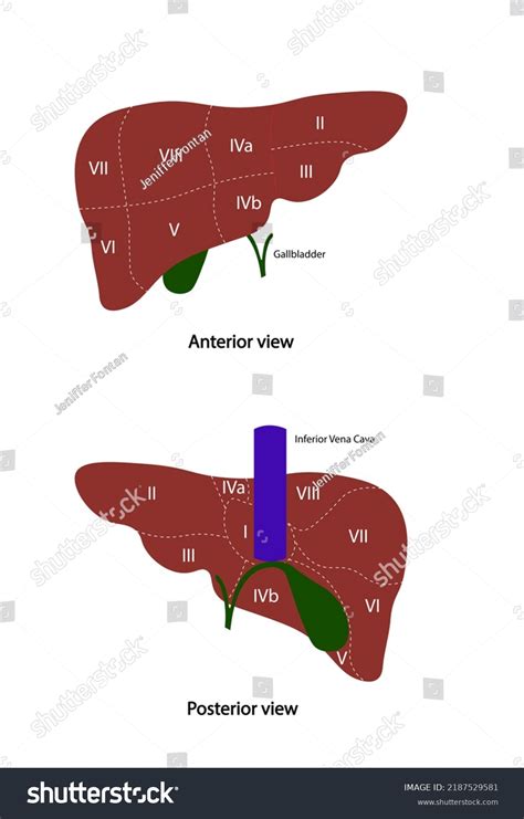 8 Posterior Segment The Liver 图片、库存照片和矢量图 Shutterstock