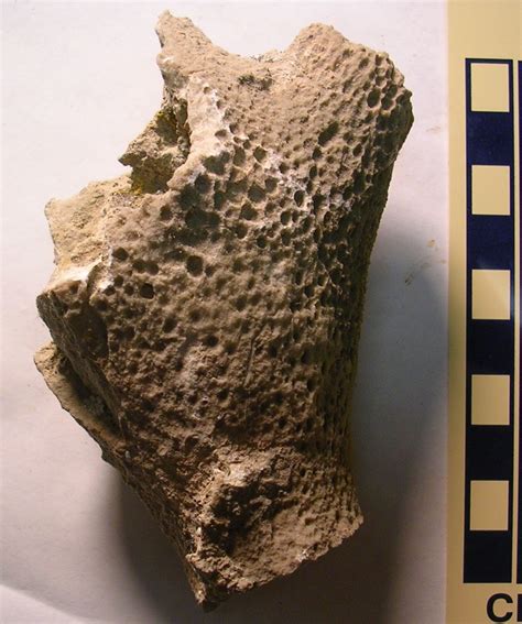 Fossil Sponge Fossil Id The Fossil Forum