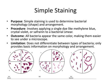 Identification Of Bacteria Using Staining Techniques Pptx