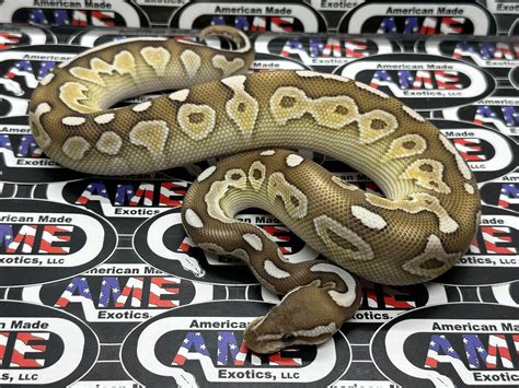 Butter Cinnamon 100 Het Clown 100 Het Lavender Albino 50 Pos Het