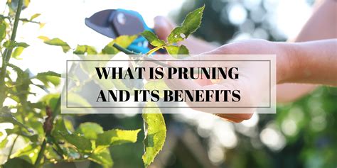 How To Prune Trees