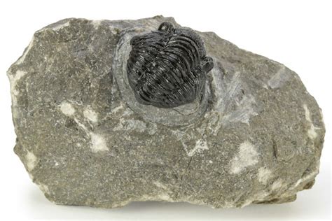 95 Detailed Gerastos Trilobite Fossil Morocco 226629 For Sale
