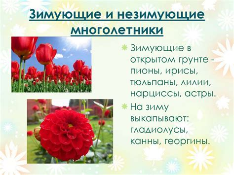 Многолетние цветковые растения Online Presentation