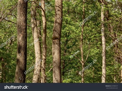 Curvy Trees Forest Stock Photo Shutterstock