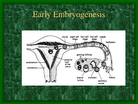 Ppt Radiology Conference First Trimester Bleeding Powerpoint Presentation Id 1805308