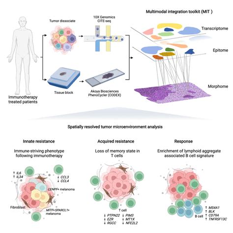 single cell spatial multiomics reveals tumor microenvironment