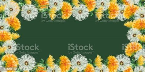 민들레 꽃과 녹색 잎의 수채화 프레임입니다 흰색 고립된 배경에 있는 손으로 그리는 클립아트 식물 초원 그림 디자이너 장식 엽서 포장지 스크랩북 표지 초대장 웨딩 디자인