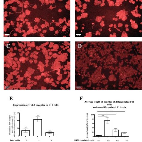 Differentiation Increased The Expression Of Drg Neuron Markers And Download Scientific Diagram