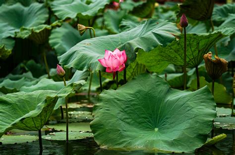 계절 고요한 고요함 꽃 꽃무늬 나뭇잎 넬 버스 누티 페라 님페이아 명상 무성한 물 반사 분홍색 꽃잎 불교 선 가든 수련 수생 식물원 수초