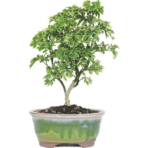 Growing Ming Aralia Polyscias Fruticosa