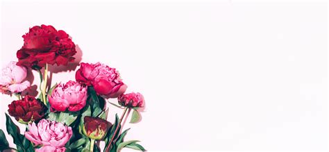 파스텔 배경에 하드 그림자와 분홍색 모란과 잎 복사 공간 트렌디 한 패턴 여름 컨셉 맨 위 보기 개화기에 대한 스톡 사진 및