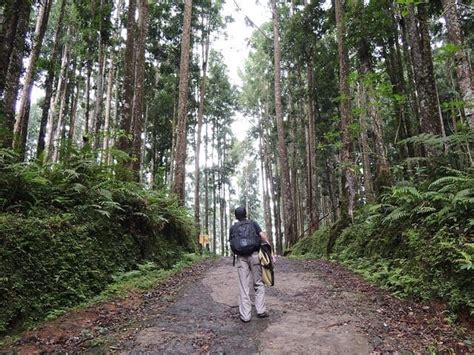 Cost Sensitive Decision Trees For Imbalanced Classification