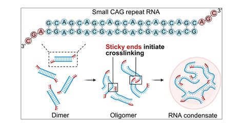 Small Cag Repeat Rna Forms A Duplex Structure With Sticky Ends That Promote Rna Condensation