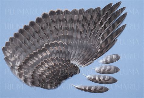 Azor ComÚn • Plumarium