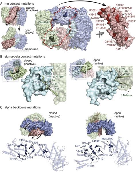 Figures And Data In The Membrane Associated Proteins Fcho And Sgip Are Allosteric Activators Of