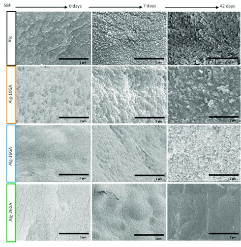 Sem Micrographs Of Cross Linked Alginate Gum Arabic Composites Before Download Scientific