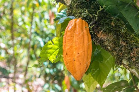 Premium Photo The Cocoa Tree With Fruits Yellow And Green Cocoa Pods Grow On The Tree Cocoa