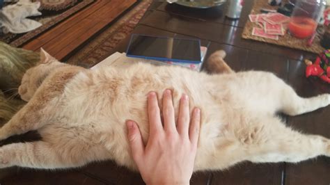 Absolute Chonker Rabsoluteunits