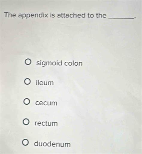 Solved The Appendix Is Attached To The Sigmoid Colon Ileum Cecum