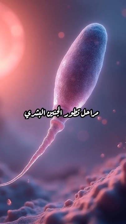 مراحل خلق الإنسان في بطن أمه كما وصفها القرآن سورة المؤمنون 13 14