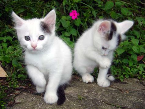 Cats Cats Wallpaper 28572000 Fanpop