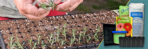 Master The Art Of Plant Propagation The Garden Superstore