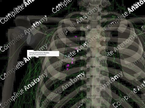 Intrapulmonary Nodes Right Complete Anatomy