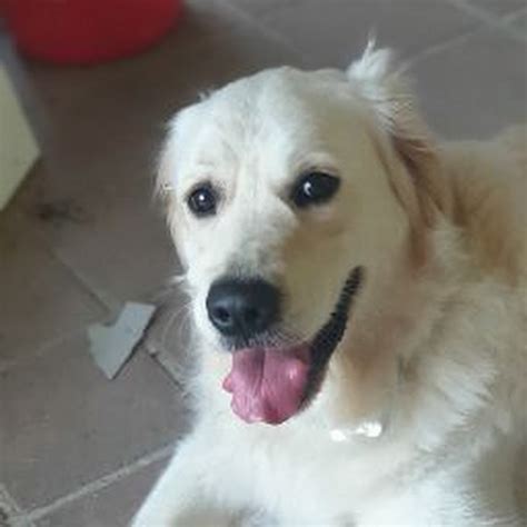 Nicholas Brough Youtube