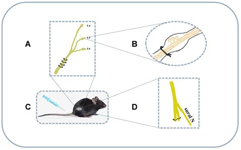 Long Non Coding Rnas And Their Role In Rodent Neuropathic Jpr