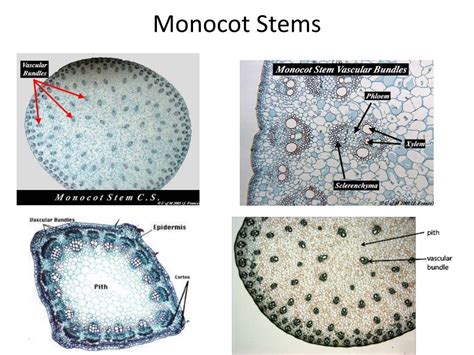 Ppt Lab 7 Powerpoint Presentation Free Download Id2029457