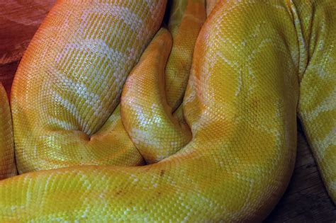 Burmese Python 2048x1365 Wallpaper