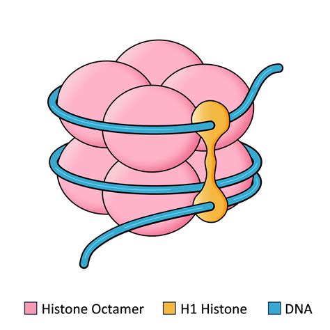 nucleosomes