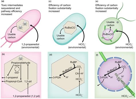 Cellular View Of Metabolism Metabolic Biomolecular Condensates Pmc