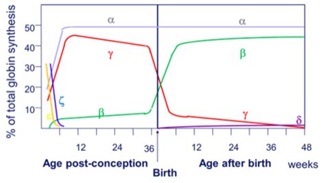 Lecture 32 Hemoglobin And Structure And Function Flashcards Quizlet
