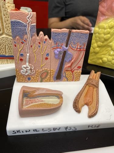 Hsf Lab Guide To Exercise 7 Integumentary System Flashcards Quizlet