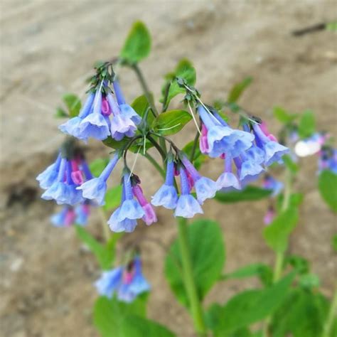 Virginia Bluebells Plant Addicts