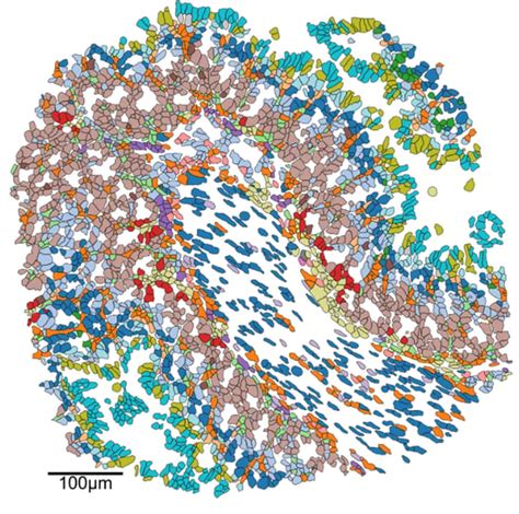 Muspan A Multiscale Spatial Analysis Toolbox For Biologists Muspan A Multiscale Spatial