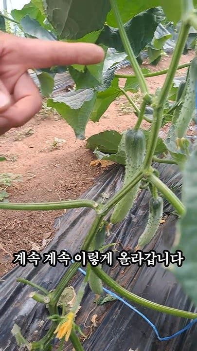 몽골 룬솜 혼농임업오이청어람 Youtube