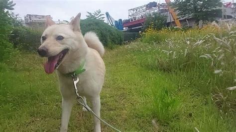 5월26일 일요일 비 오기 전 공장 진돗개 산책 L 웃는 얼굴이 너무나 이쁘고 아름다운 공장 진돗개 백구의 개장 바깥 세상 산책 Youtube