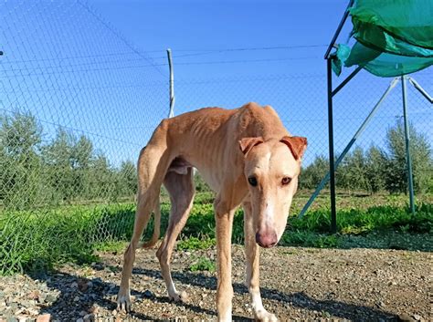 Tassilo Tierschutz Spanien Ev