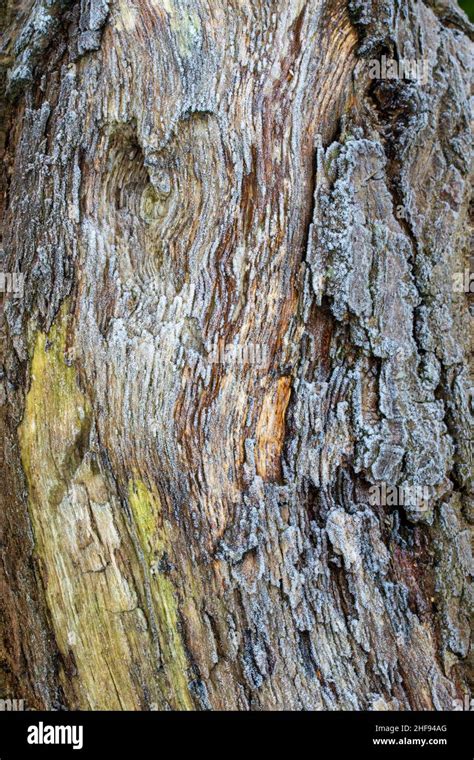 Patterns And Textures In Nature Intimate Landscape Of Tree Patterns Stock Photo Alamy